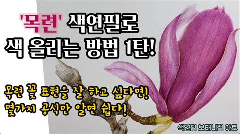 색연필 보태니컬 아트 기초목련 색연필로 색 올리기 1탄색연필로 목련 꽃 표현을 잘 하기 위해서 알아둬야 할 팁 대방출샤프