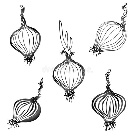 Set Of Hand Drawn Onion Images Stock Vector Image