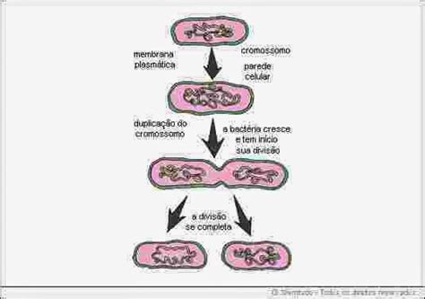 A Vida Dos Seres Vivos Reprodução De Bacterias
