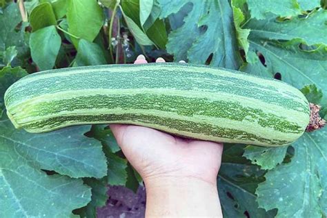 The Difference Between Zucchini And Summer Squash Foodal