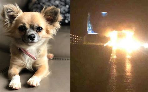 吉娃娃衝回火場救主在爆炸中喪命 女主人悲痛：希望牠不要救我 Ettoday寵物雲 Ettoday新聞雲