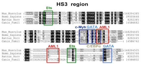 Putative Transcription Factor Binding Sites In The Flt Hs