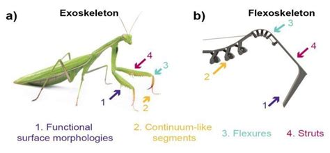 Flexoskeleton Printing Fabricating Flexible Exoskeletons For Insect Inspired Robots Lifeboat