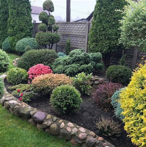 Современный дачник [10 лист 2022 06 01] Туя западная «Даника одна из наиболее