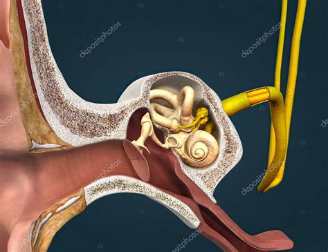 The Auditory Cortex Is The Sensory System For The Sense Of Hearing It