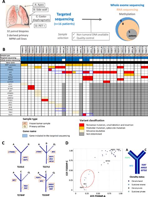Study Workflow And Mutational Intra Tumor Heterogeneity A Study
