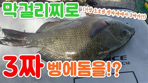 3짜 벵에돔 부산 기장 도보권 방파제 벵에돔낚시 카멜레온찌 짝퉁 막걸리찌로 3짜 벵에돔을 Youtube