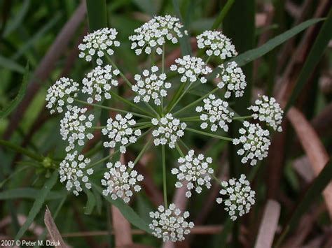 Sium Suave Water Parsnip Minnesota Wildflowers