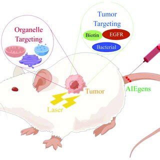Different Methods Of Treating Tumor Hypoxia Download Scientific Diagram