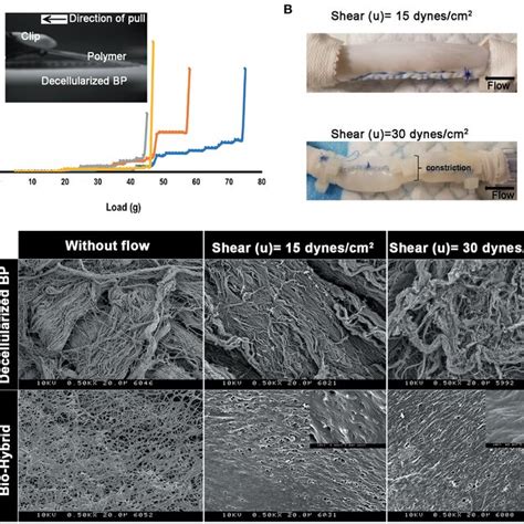 Polymer Tissue Interface Characterization In The Biohybrid Composite