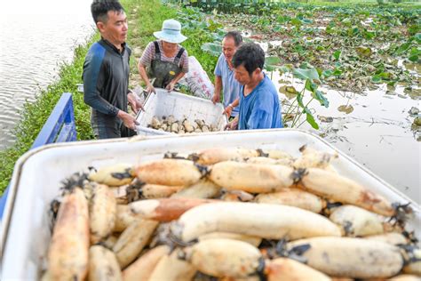 组图立秋日 收获忙4 经济科技 人民网