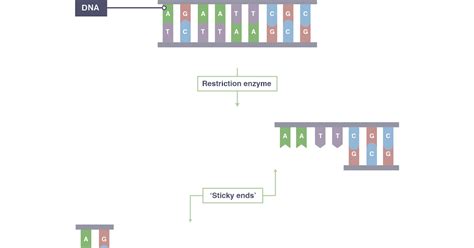 Igcse Biology 2017 512 Understand How Restriction Enzymes Are Used