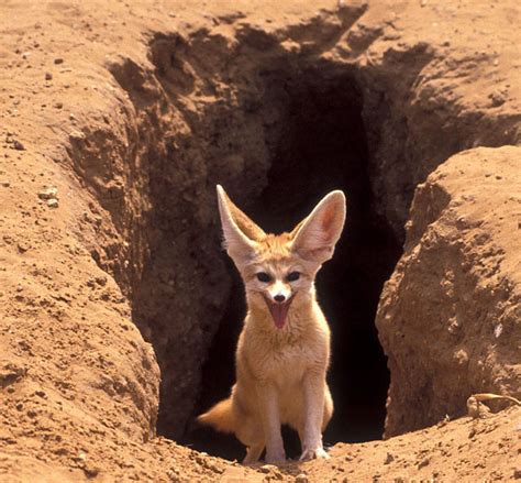 Adorable Fennec Foxes Photo 19295832 Fanpop