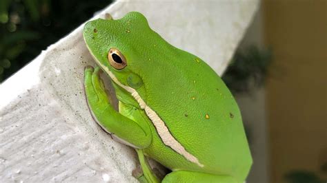 100 Tree Frog Wallpapers Wallpapers Com