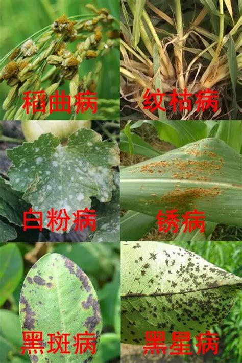 【产品介绍】5·己唑醇
