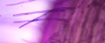 Root Apex BIOL APBI Lab Information