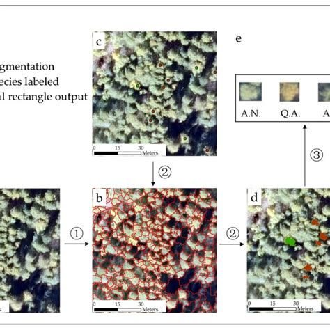 Steps For Constructing The Sample Dataset Of Individual Trees A