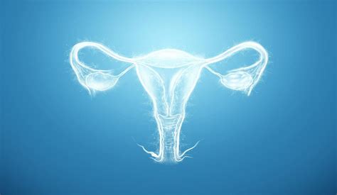Uterus Pregnancy Length