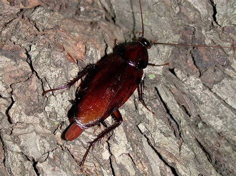 Is That A Roach Or A Palmetto Bug Caes Newswire