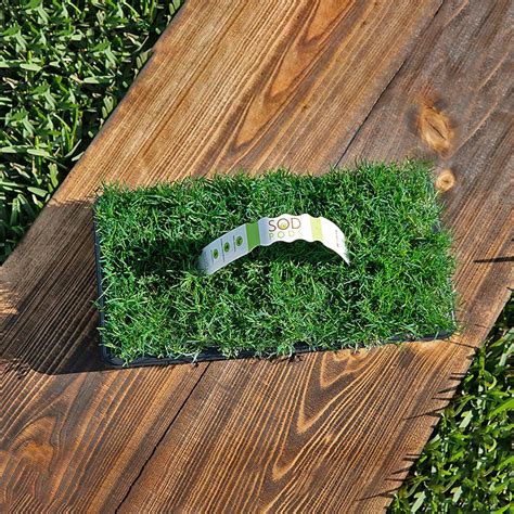 Buy Sod Pods Cannot Ship Californiaarizona Sodpods Bermuda Grass Plugs