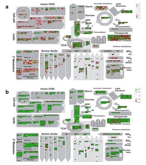 Mapman Metabolic Overview Of Aluminum Stress Responsive Genes In