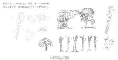 作业常见植物的线条表达 用户2213 轻微课
