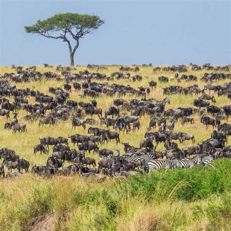Migration Of Animals And Plants