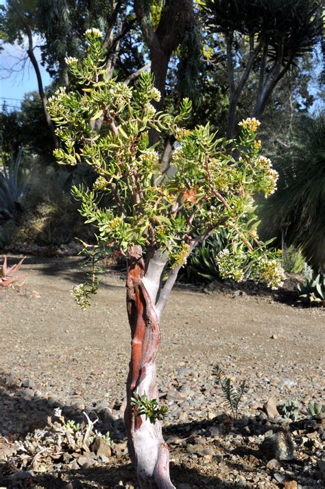 Crassula Sarcocaulis The Ruth Bancroft Garden And Nursery