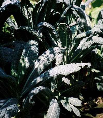 Lacinato Kale Learn About Nature