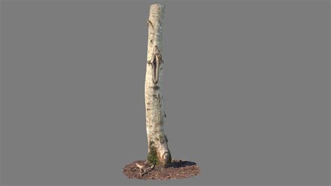 3d Scanned Forest Tree Trunk 02 Turbosquid 2155924