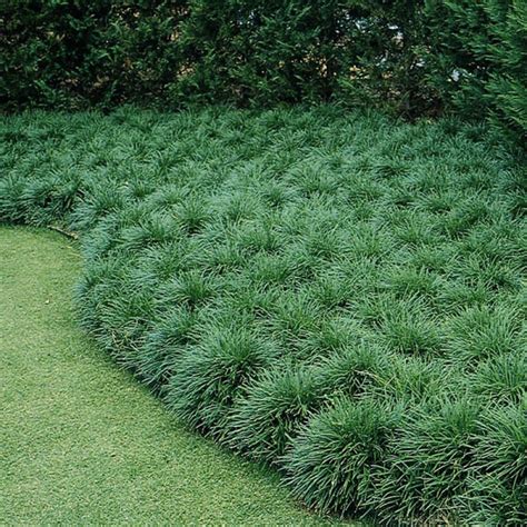 Mondo Grass Plants And Palms Florida Coconuts Store