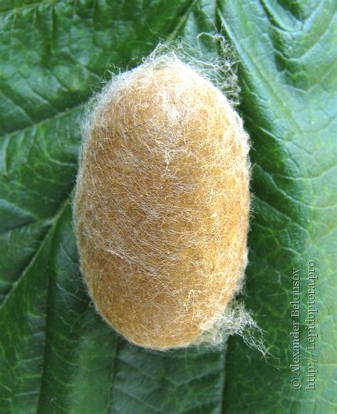 Photo 41942 Lasiocampa Eversmanni