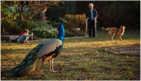 Are Peacocks Aggressive Behavior Triggers And Safety Tips