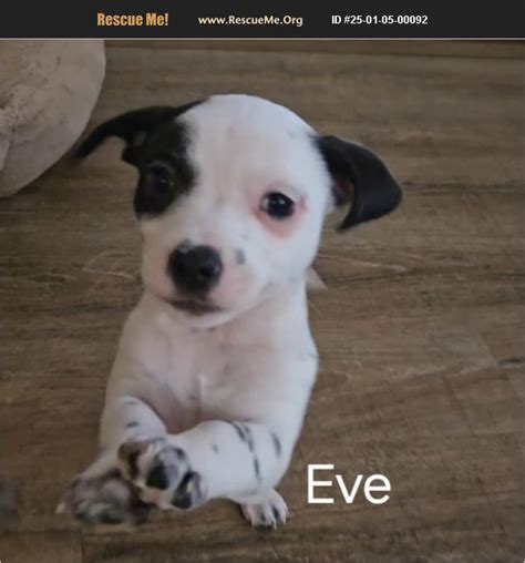 Adopt 25010500092 ~ Shih Tzu Rescue ~ Helena Al