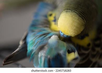 Yellow Parakeet Images Stock Photos Vectors Shutterstock