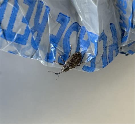 What Is This Bug Illinois Rwhatisthisbug