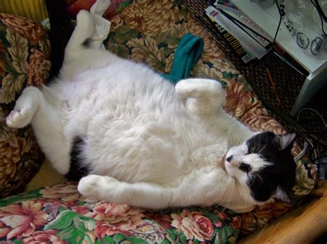 Defenderse Como Gato Panza Arriba Mascotas