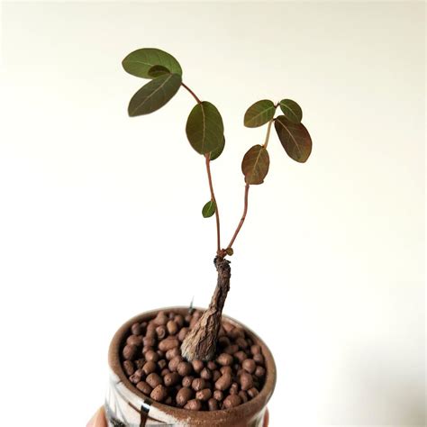 Phyllanthus Mirabilis Furniture Home Living Gardening Plants