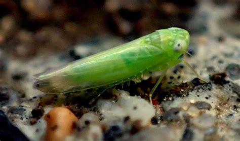 How To Get Rid Of Leafhopper Pests For Good