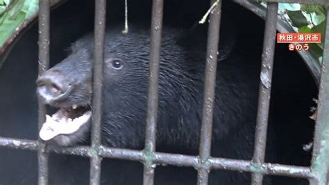 【過去最悪】クマによる人的被害最多・秋田県のクマ捕獲現場に密着取材 利益が半分になってしまうリンゴ園も｜fnnプライムオンライン