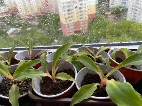 Хлорофитум Грин Оранж Chlorophytum Green Orange выращены из из семян ...