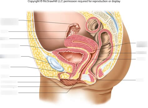 Female Reproductive System Midterm Diagram Quizlet