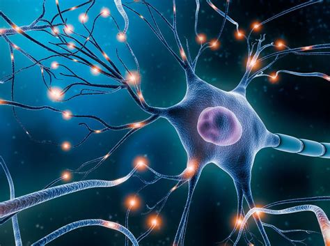 Nerve Cells Information