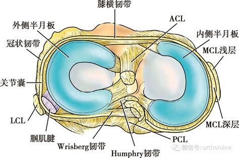 最全膝关节解剖汇总！ 脉脉