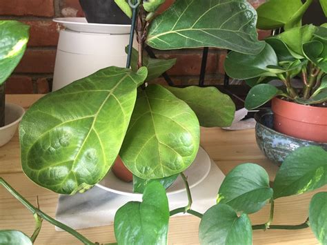 Yellowing Leaves On My Fiddle Leaf Fig Could Use Some Help R Plantclinic