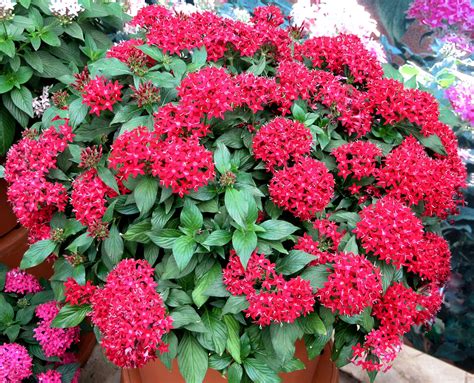 Pentas Planter Et Cultiver Ooreka