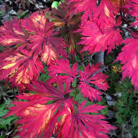 Acer Japonicum Mai Kujaku Dancing Peacock Japanese Maple Japanese