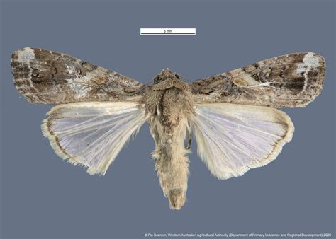 Fall Armyworm In Western Australia Agriculture And Food