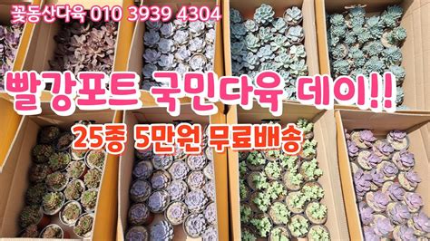 빨강포트 국민다육데이 25종 5만원 무료배송💕 키움토 야생화들 꽃피는호야 등💕 꽃동산다육 010 3939 4304 전국