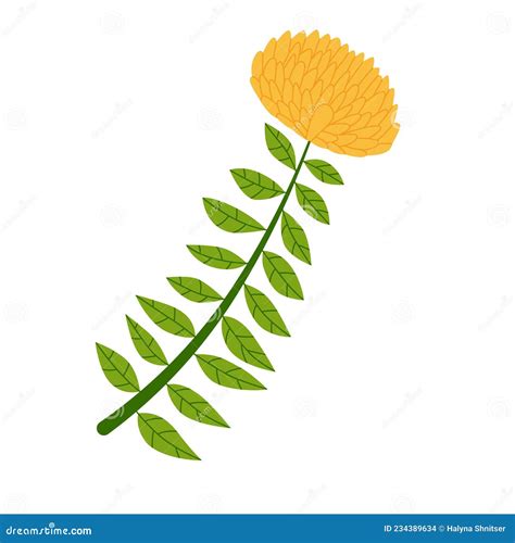 Rhodiola Rosea Plant With Golden Flowers And Green Leaves Isolated